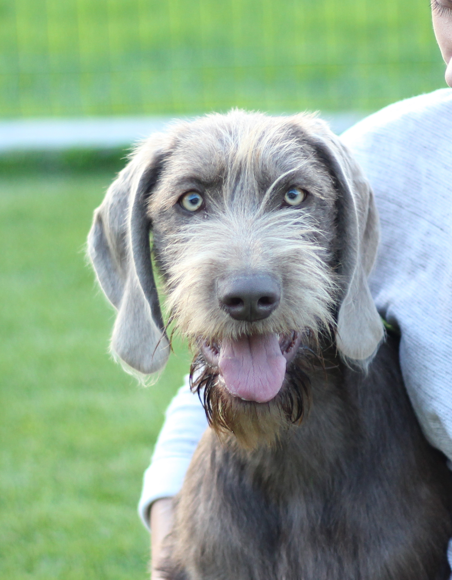 Slovakian Rough Haired Pointer - Danibull - Niky
