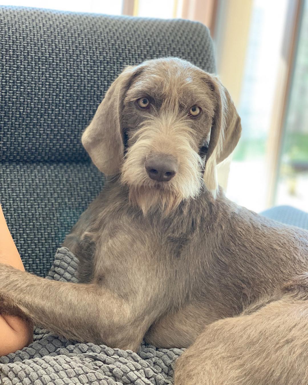 Slovakian Rough Haired Pointer - Danibull - Niky